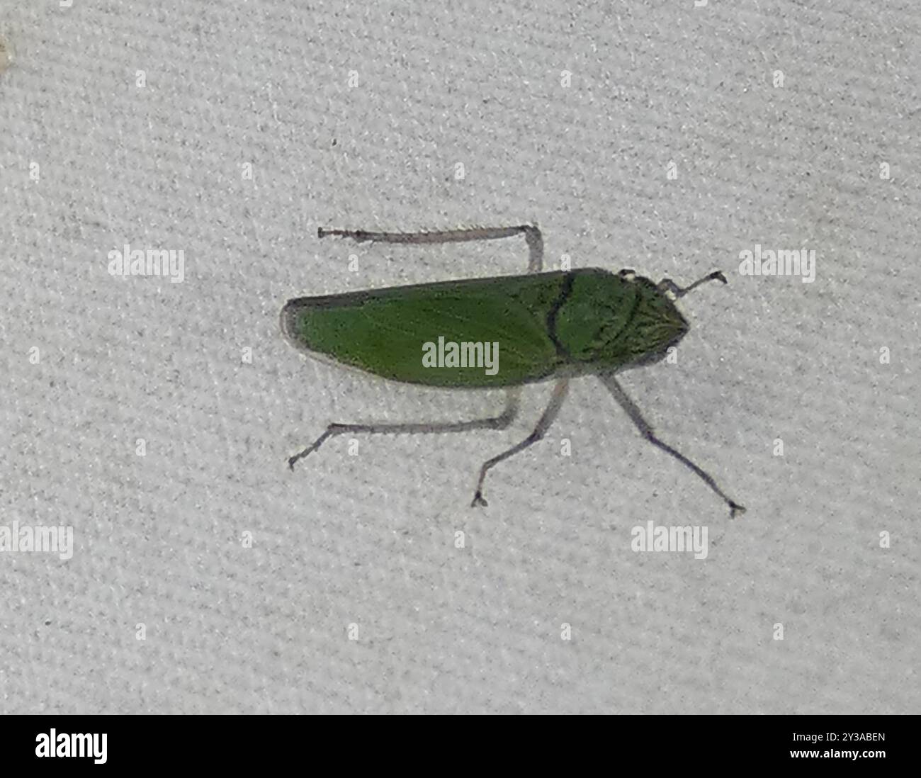 Waterlettuce Leafhopper (Draeculacephala inscripta) Insecta Stock Photo ...