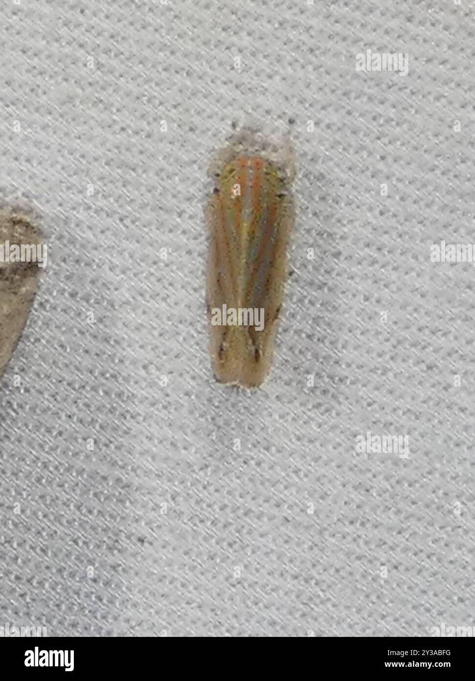 (Deltanus texanus) Insecta Stock Photo - Alamy