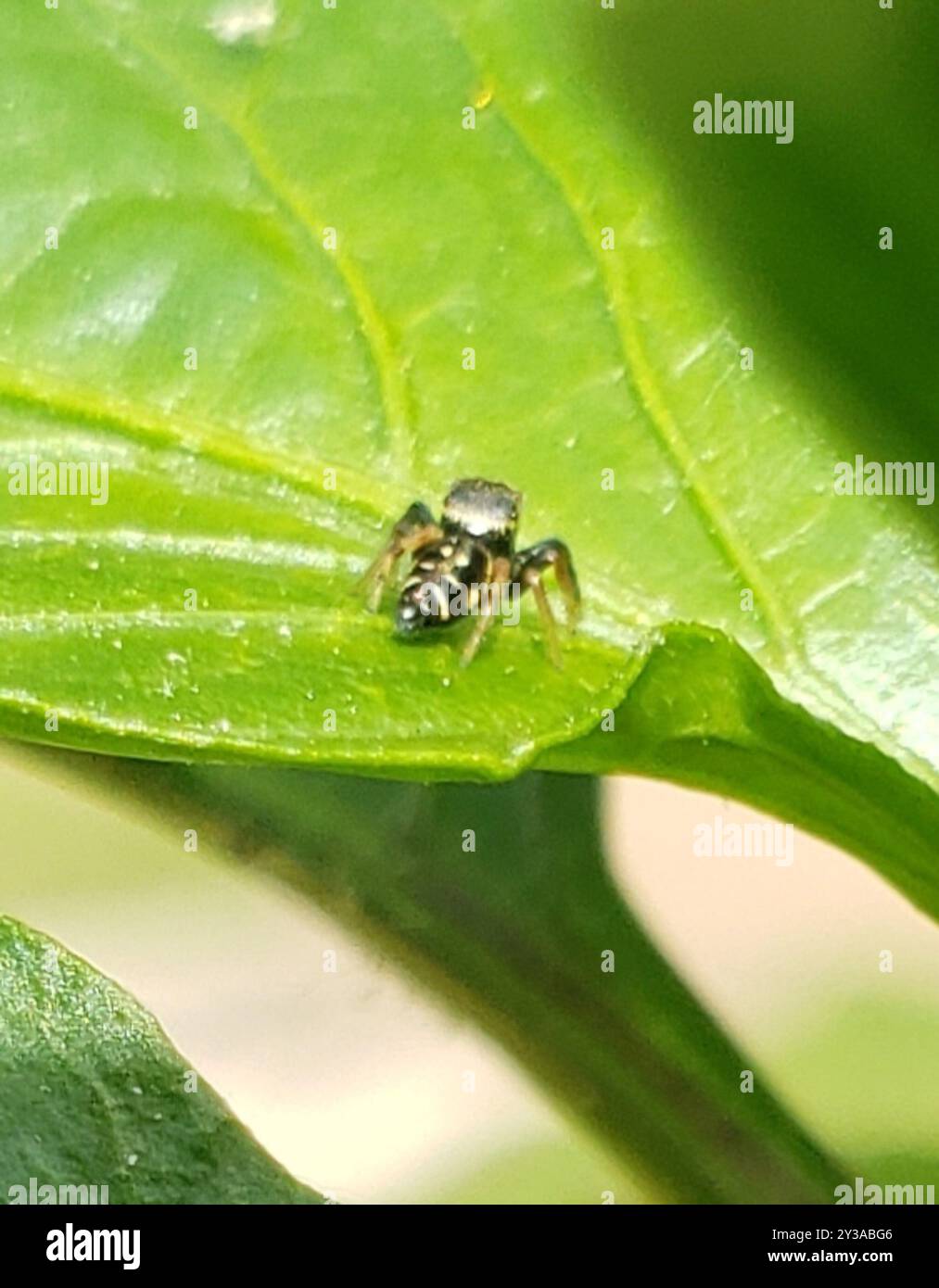 Golden Jumping Spider (Paraphidippus aurantius) Arachnida Stock Photo ...