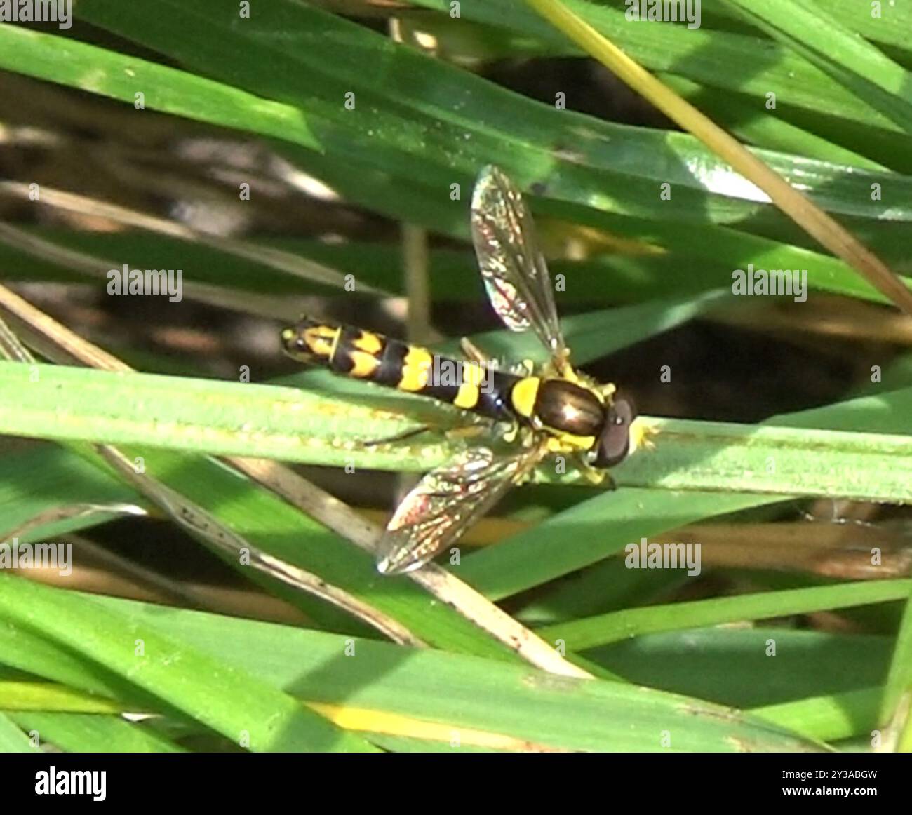 Common Globetail (Sphaerophoria scripta) Insecta Stock Photo - Alamy