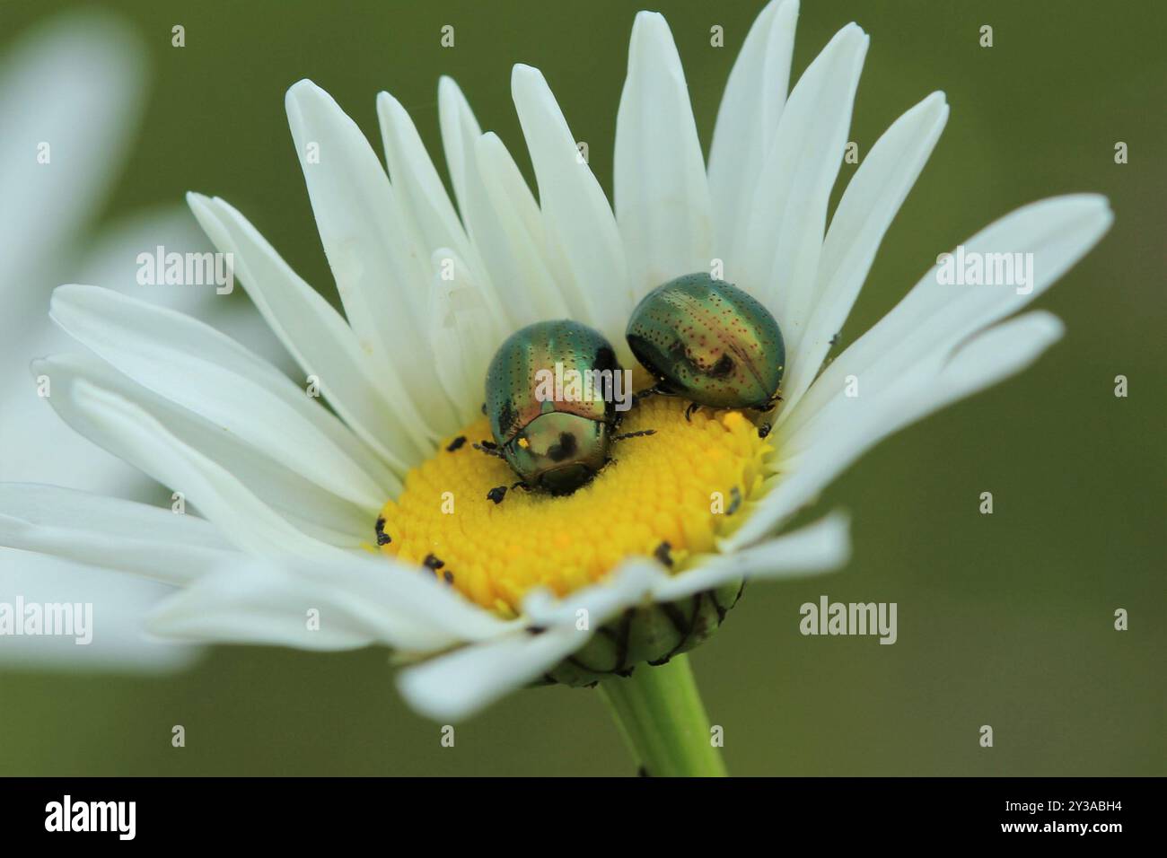 Saint John's Wort Beetle (Chrysolina hyperici) Insecta Stock Photo - Alamy