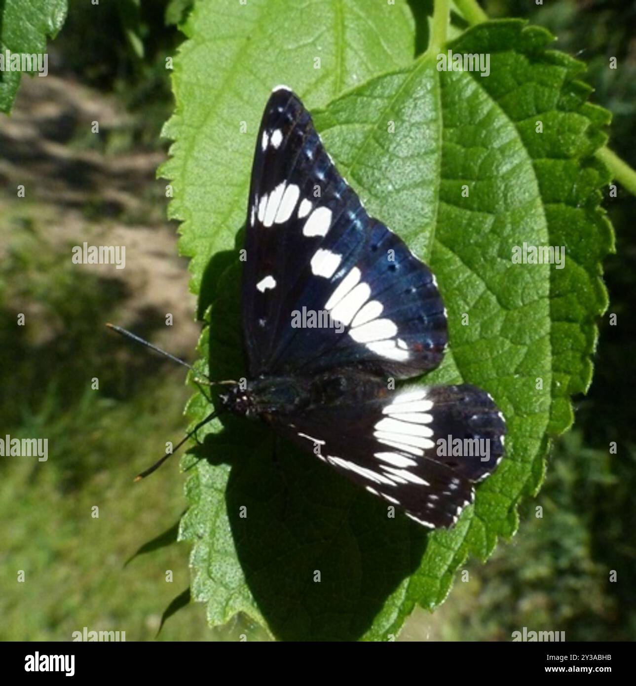Southern White Admiral (Limenitis reducta) Insecta Stock Photo - Alamy