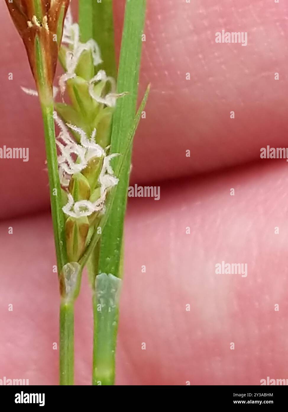 pretty sedge (Carex woodii) Plantae Stock Photo - Alamy