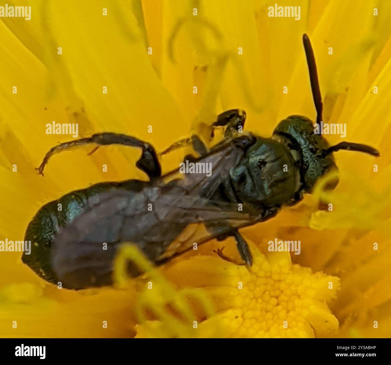 Small Carpenter Bees (Ceratina) Insecta Stock Photo - Alamy