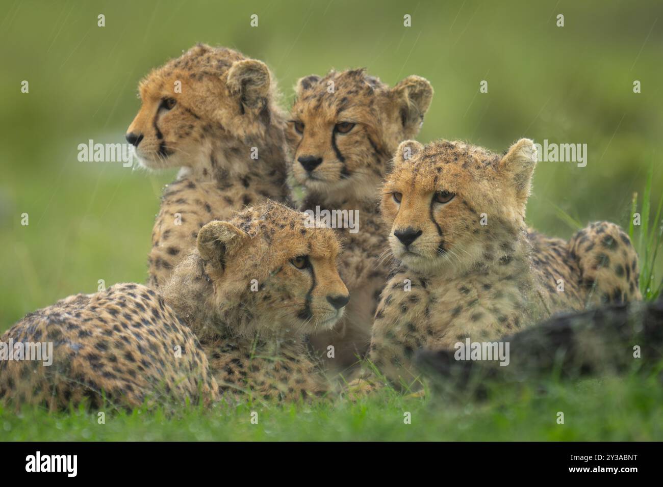 Cheetah cub in rain hi-res stock photography and images - Alamy