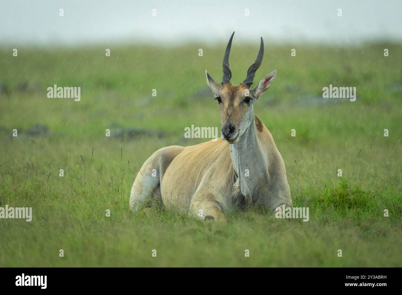 Common eland lies in rain on savannah Stock Photo - Alamy