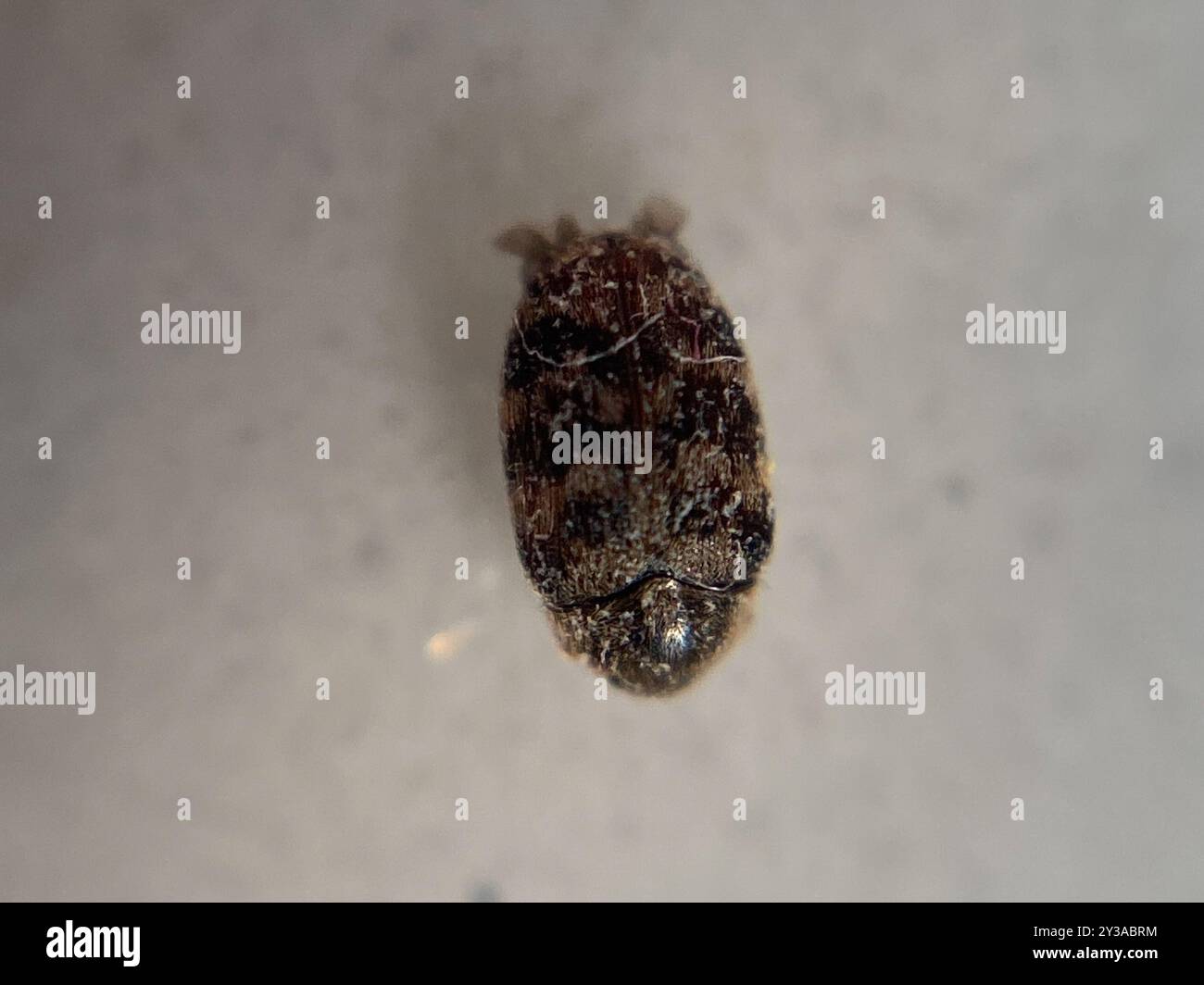 Australian Carpet Beetle (Anthrenocerus australis) Insecta Stock Photo ...