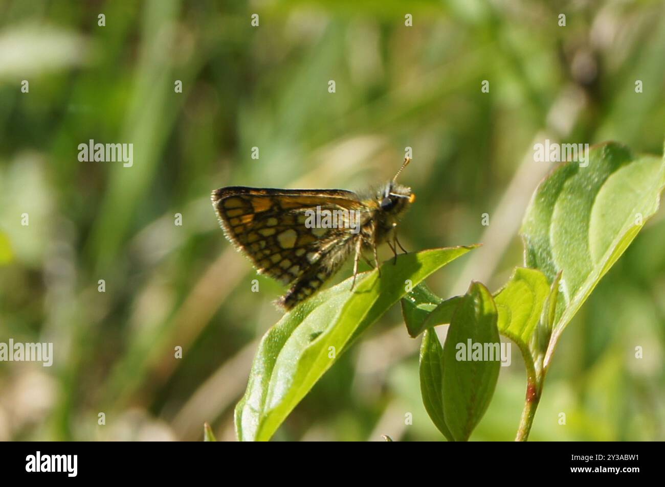 Chequered Skipper (Carterocephalus palaemon) Insecta Stock Photo - Alamy