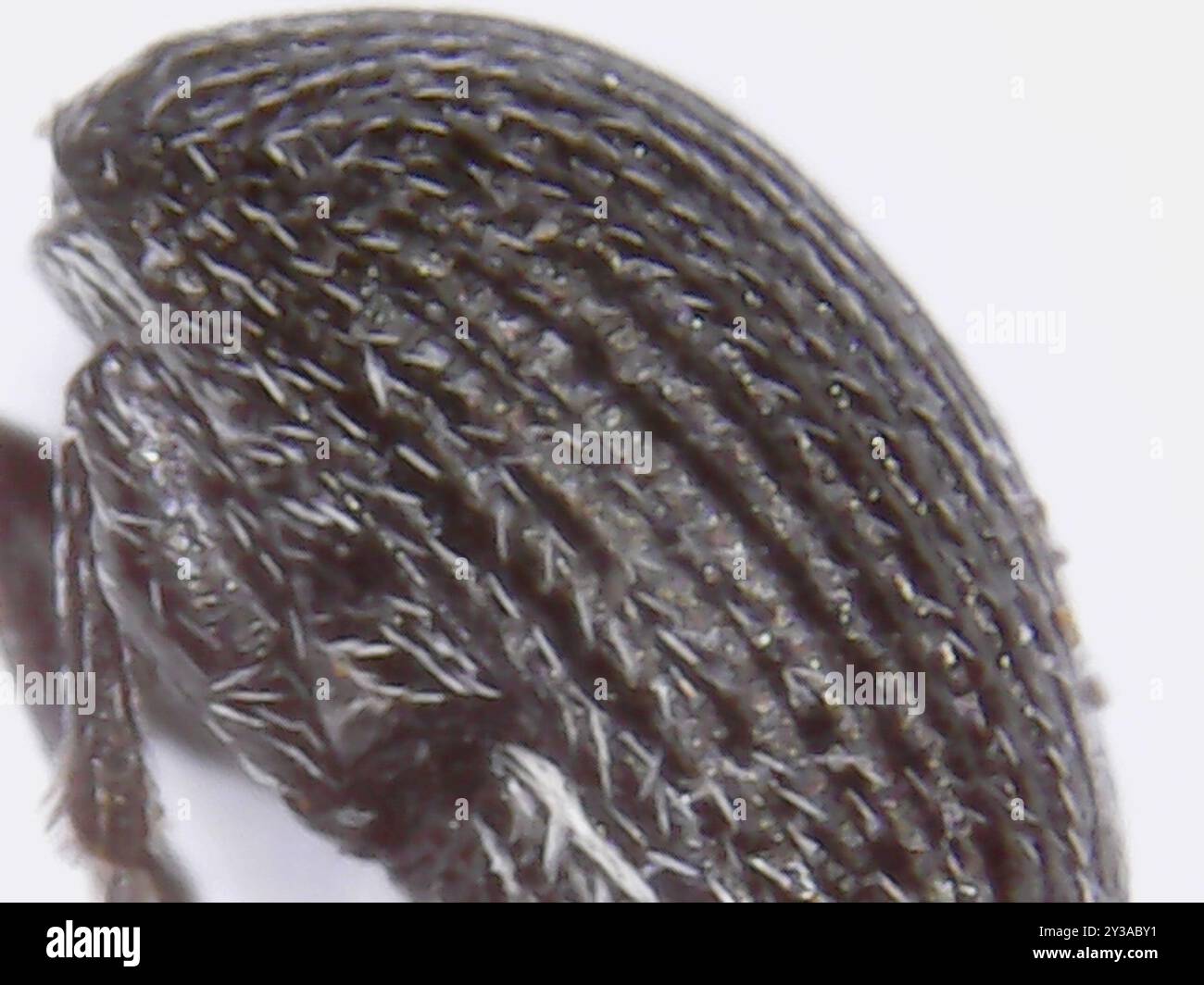 Birch Catkin Weevil (Betulapion simile) Insecta Stock Photo - Alamy