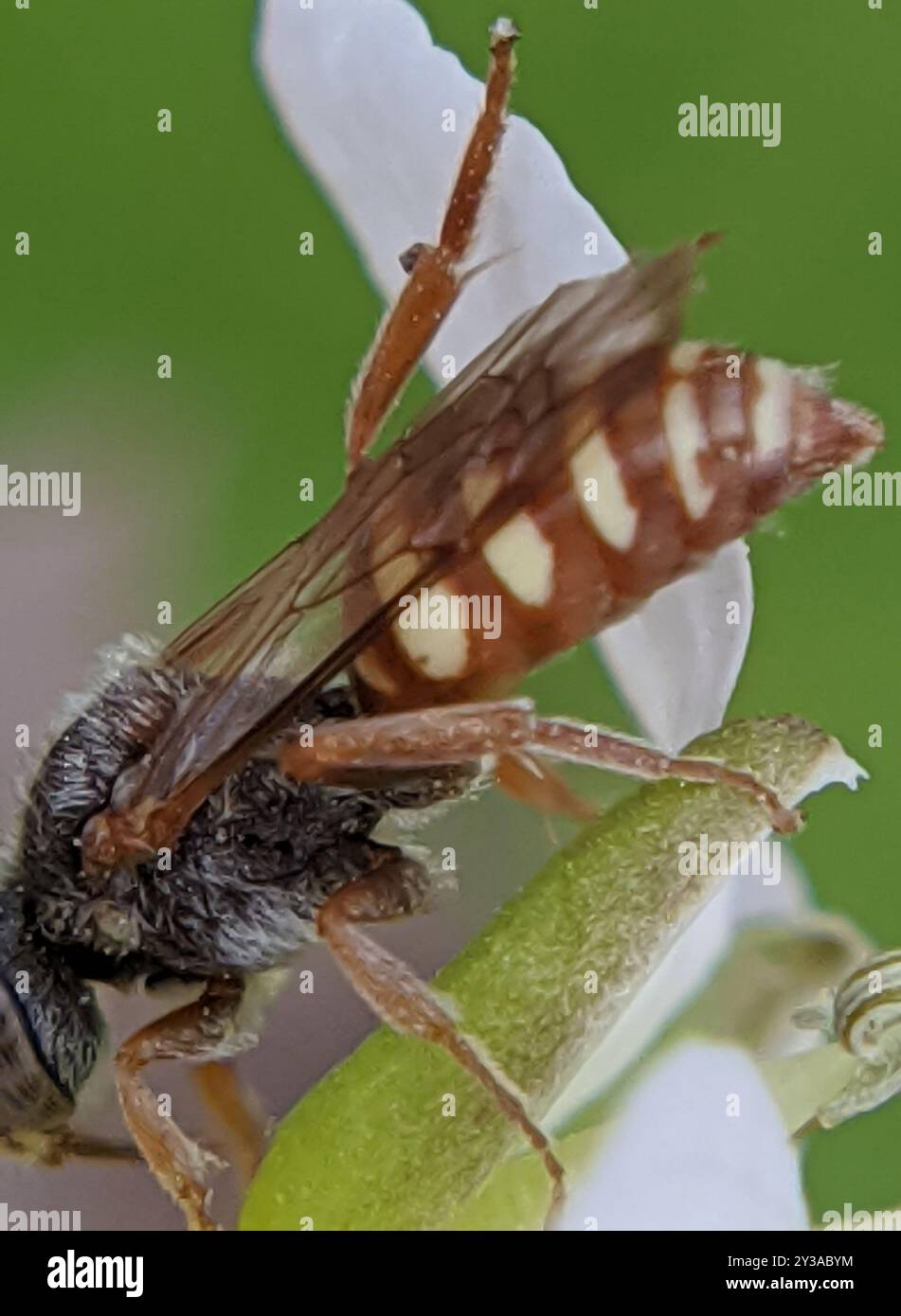 Nomad Bees (Nomada) Insecta Stock Photo - Alamy