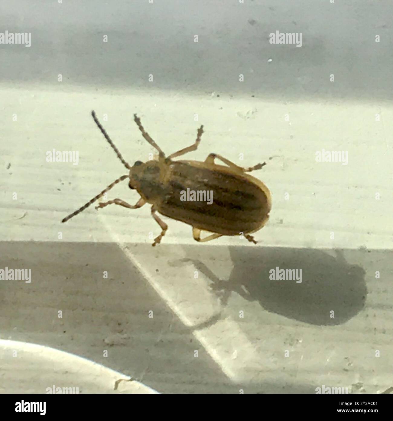 ragweed leaf beetle (Ophraella communa) Insecta Stock Photo - Alamy