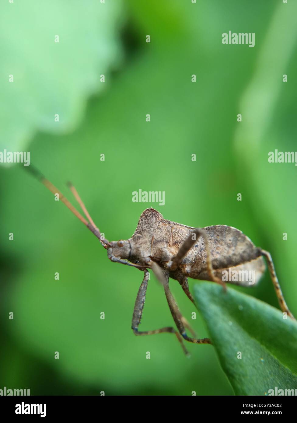 Dock Bug (Coreus marginatus) Insecta Stock Photo - Alamy