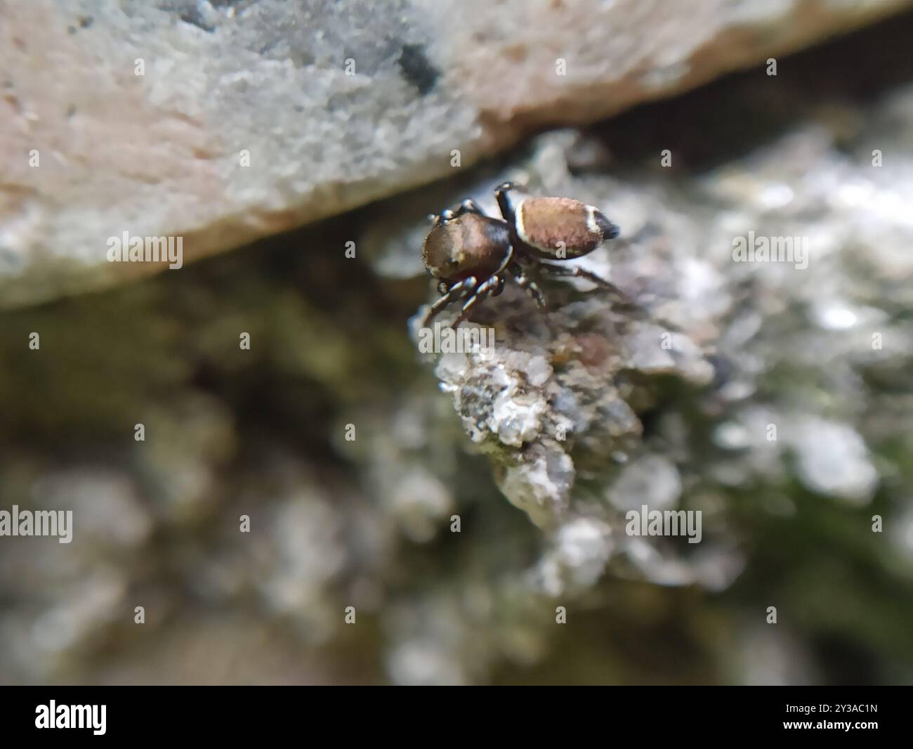 Sun Jumping Spiders (Heliophanus) Arachnida Stock Photo - Alamy