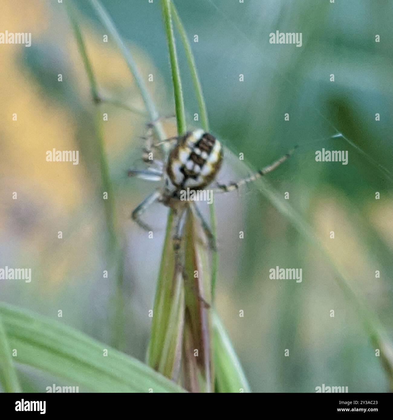 Cricket-bat Orbweaver (Mangora acalypha) Arachnida Stock Photo - Alamy