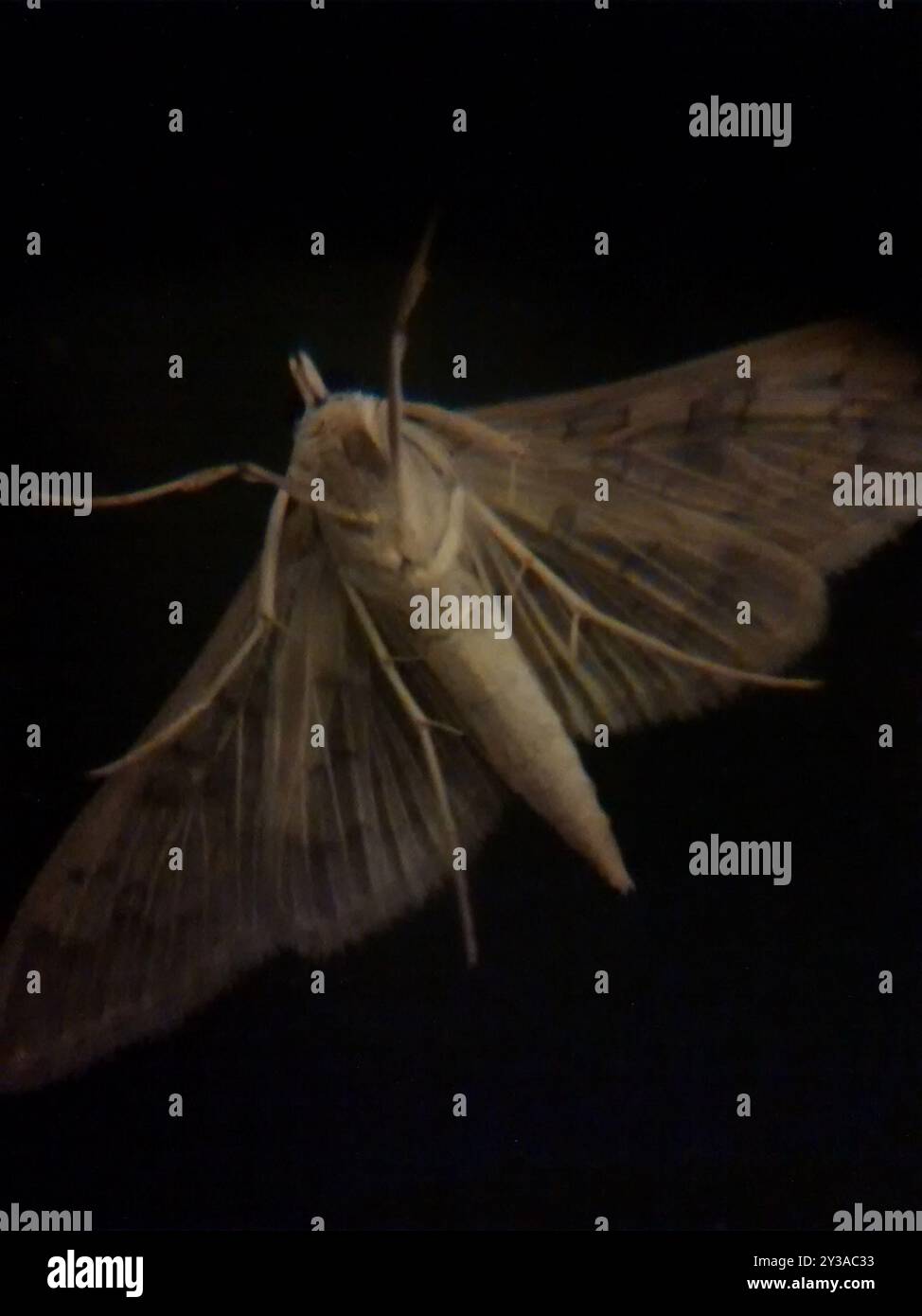 Pearl Moths (Spilomelinae) Insecta Stock Photo - Alamy