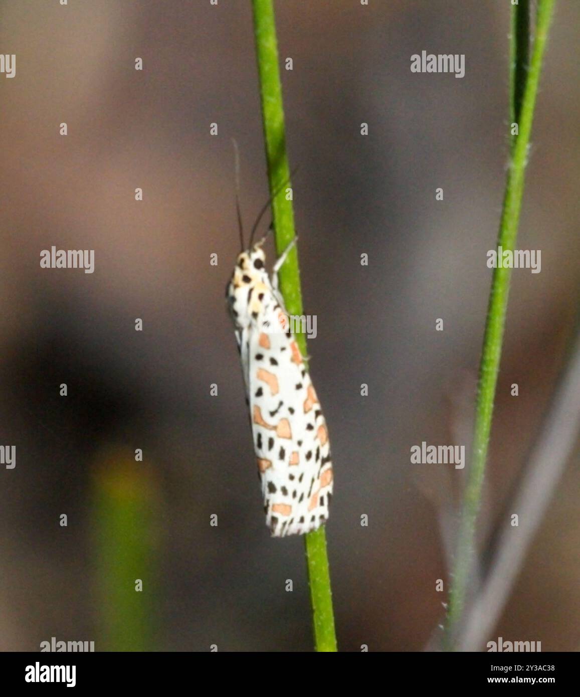 Heliotrope Moth (Utetheisa pulchelloides) Insecta Stock Photo - Alamy