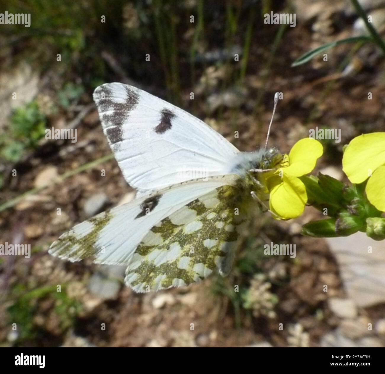 Western Dappled White (Euchloe crameri) Insecta Stock Photo - Alamy