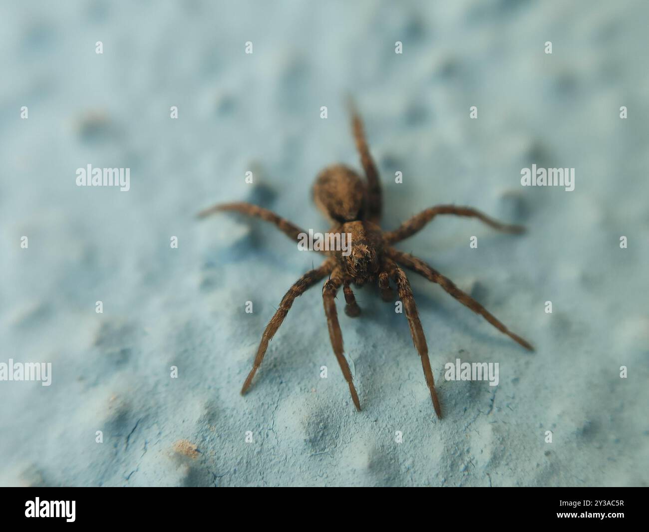 Fox Spiders (Alopecosa) Arachnida Stock Photo - Alamy