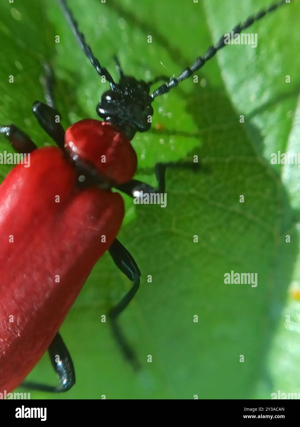 Black-headed Cardinal Beetle (Pyrochroa coccinea) Insecta Stock Photo ...