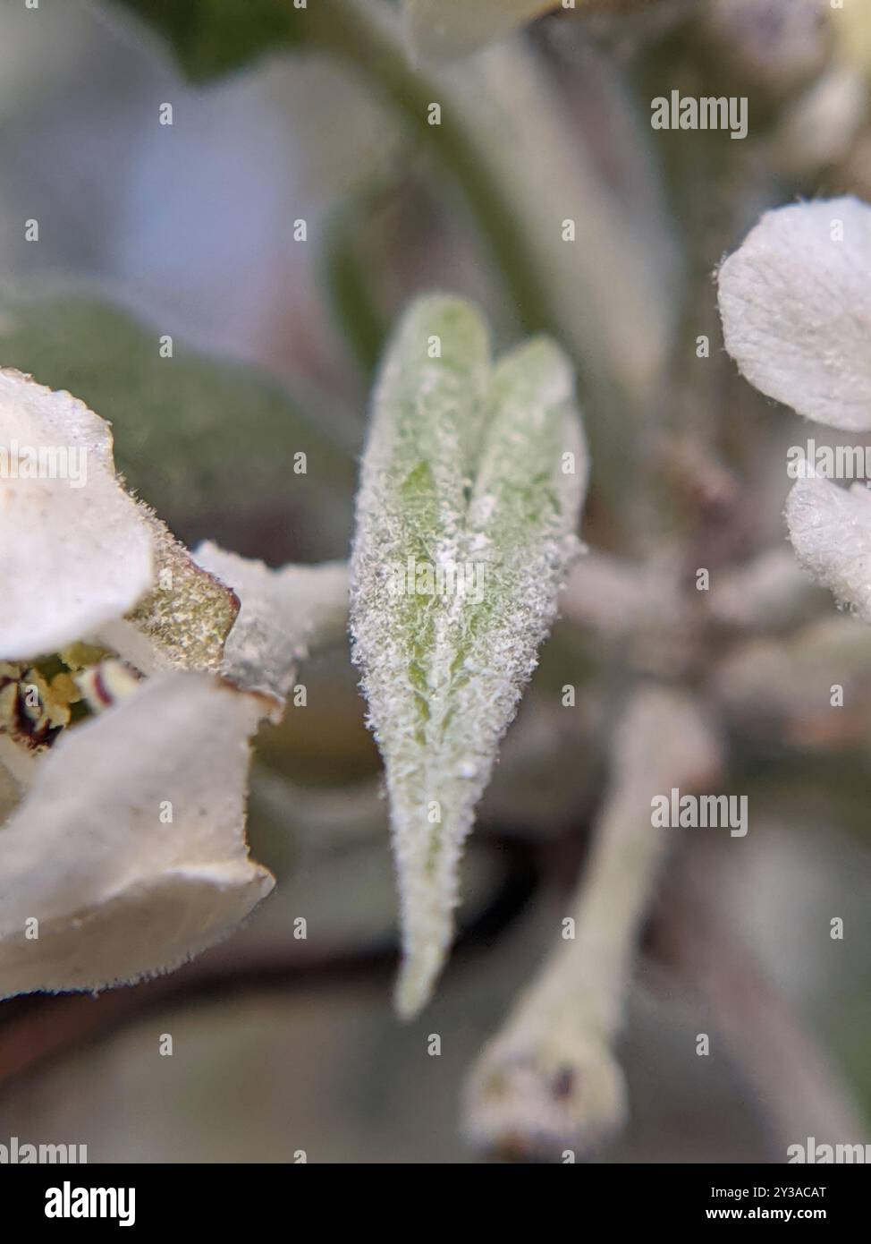 Apple Powdery Mildew (Podosphaera leucotricha) Fungi Stock Photo - Alamy