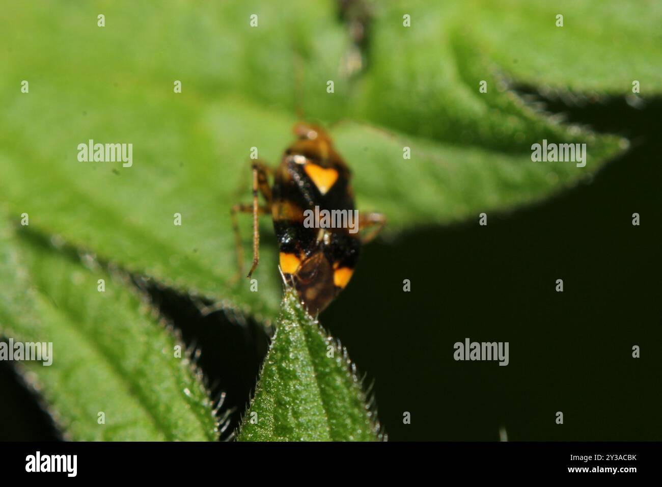 Three Spotted Nettle Bug (Liocoris tripustulatus) Insecta Stock Photo ...