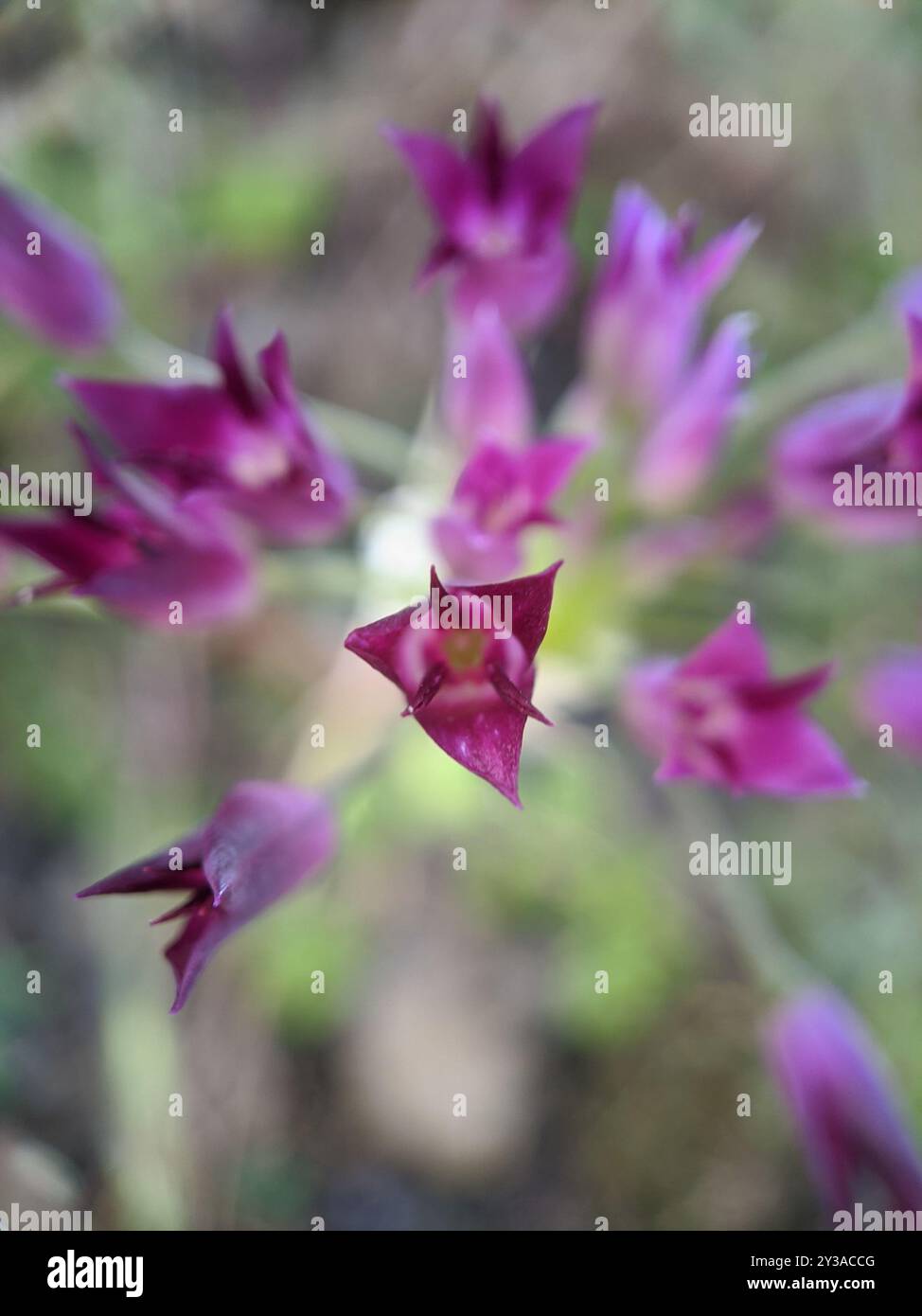 crinkled onion (Allium crispum) Plantae Stock Photo - Alamy