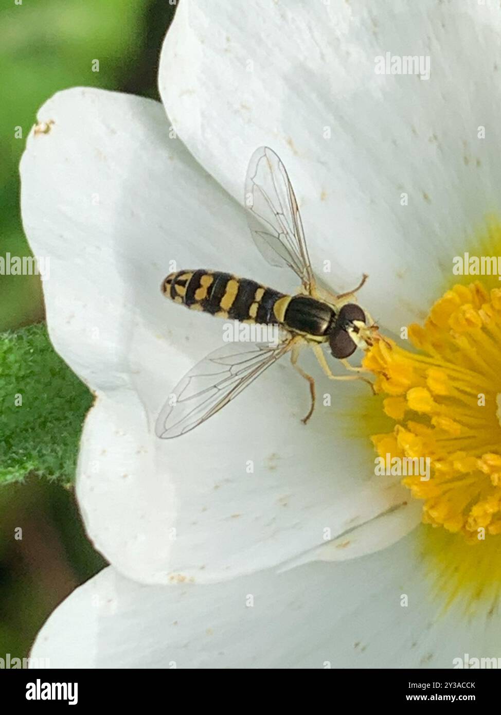 Common Globetail (Sphaerophoria scripta) Insecta Stock Photo - Alamy