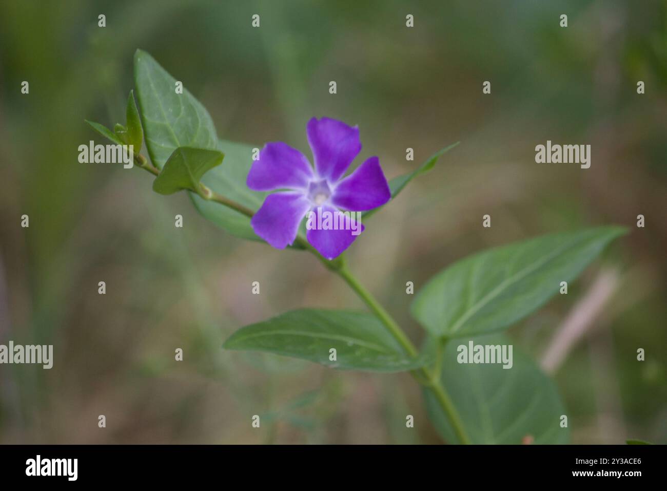 greater periwinkle (Vinca major) Plantae Stock Photo - Alamy