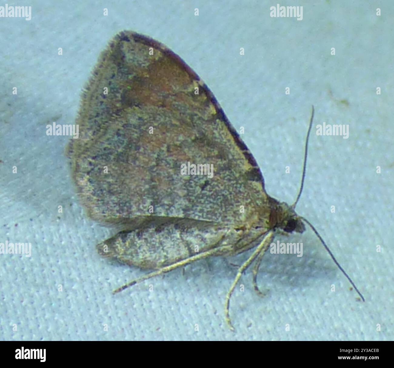 Gem Moth (Orthonama obstipata) Insecta Stock Photo - Alamy