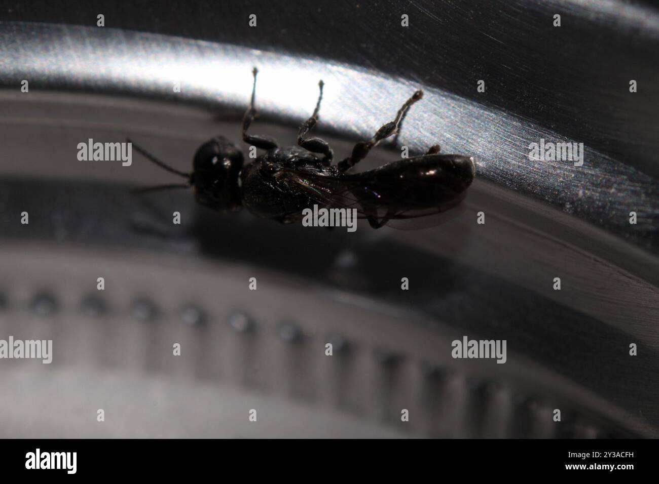 (Crossocerus elongatulus) Insecta Stock Photo - Alamy