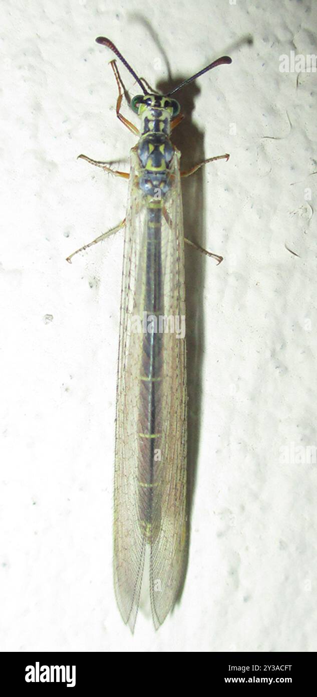 Pit-trapping Antlions (Myrmeleontini) Insecta Stock Photo - Alamy