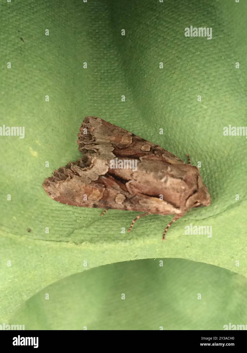 Light Brocade (Lacanobia w-latinum) Insecta Stock Photo - Alamy