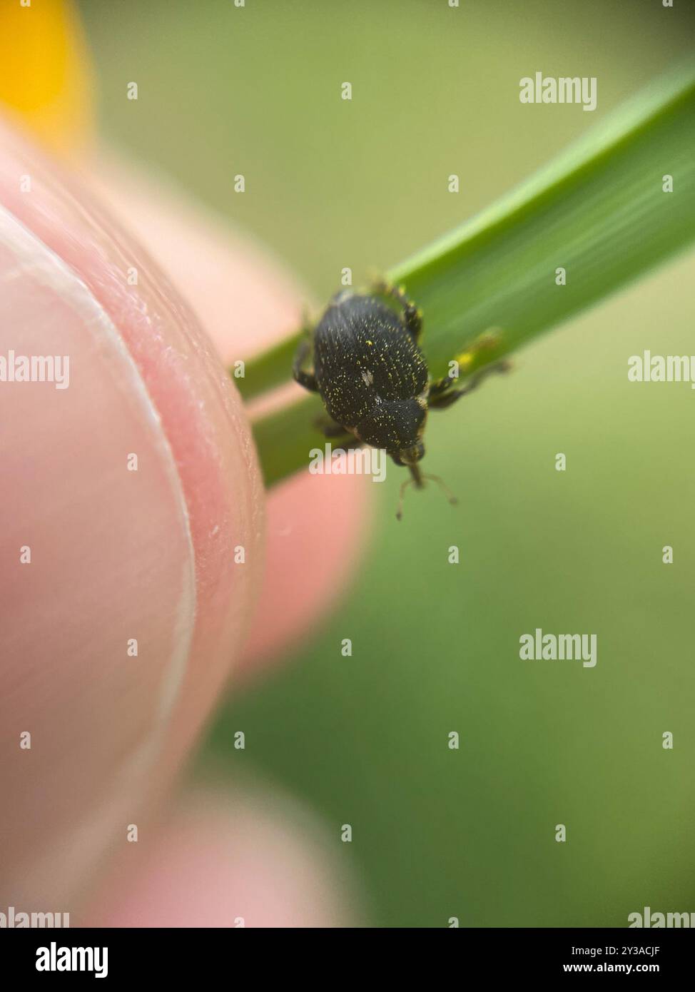 Iris weevil (Mononychus punctumalbum) Insecta Stock Photo - Alamy