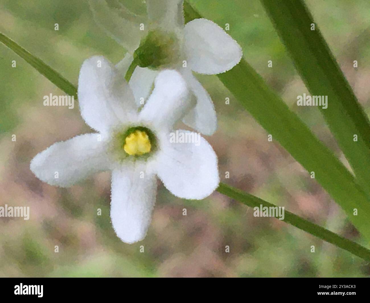 coastal manroot (Marah oregana) Plantae Stock Photo - Alamy
