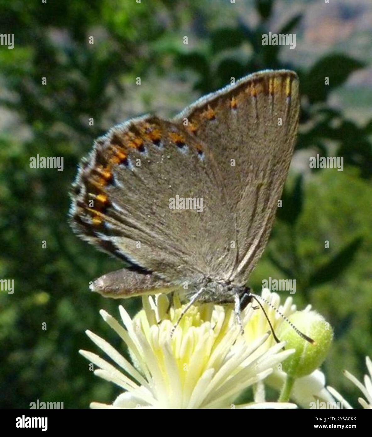 Spanish Purple Hairstreak (Laeosopis roboris) Insecta Stock Photo - Alamy