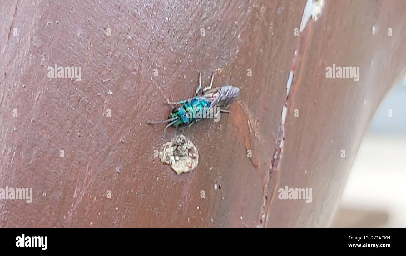 Ruby-tailed Cuckoo Wasps (Chrysis ignita) Insecta Stock Photo - Alamy