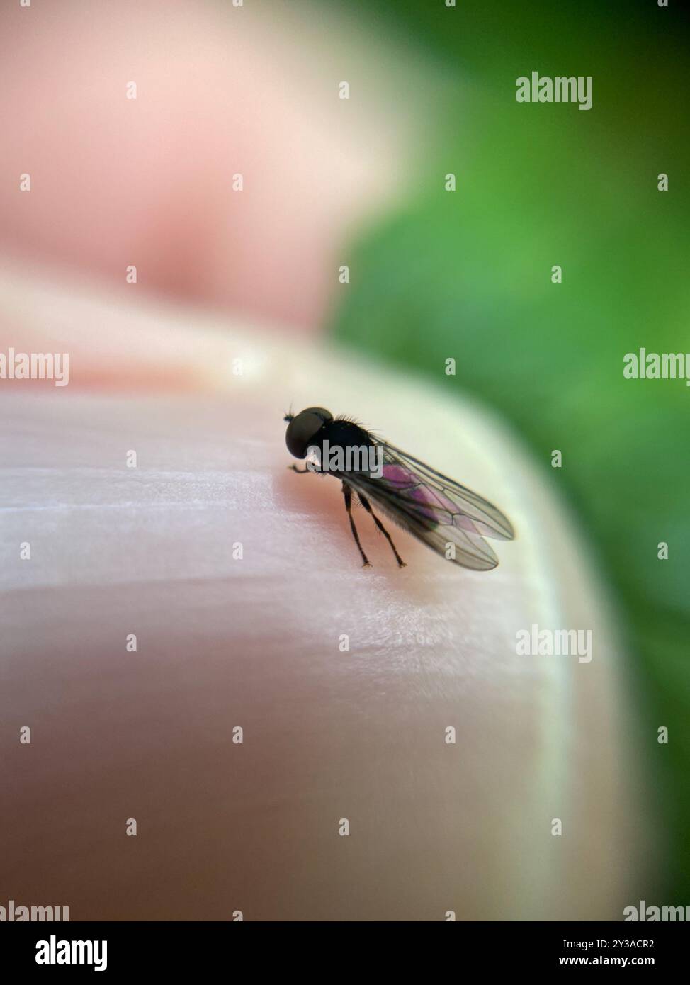 Big-headed Flies (Pipunculidae) Insecta Stock Photo - Alamy