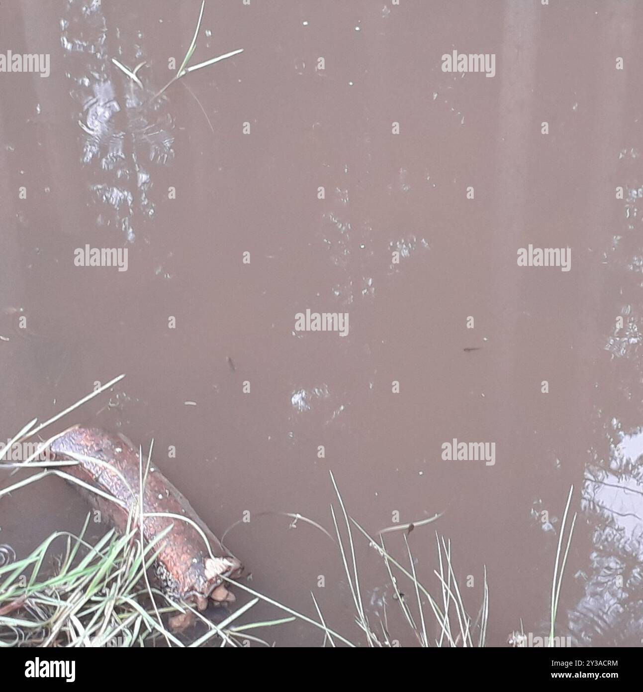 Salamanders (Caudata) Amphibia Stock Photo - Alamy