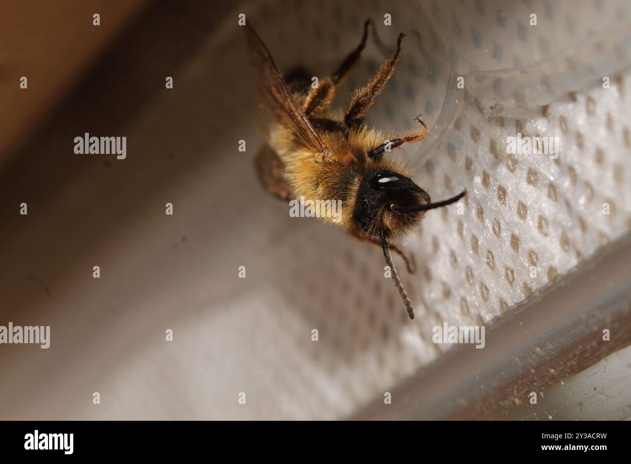 Mining Bees (Andrena) Insecta Stock Photo - Alamy