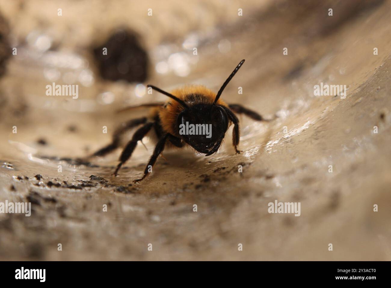 Mining Bees (Andrena) Insecta Stock Photo - Alamy