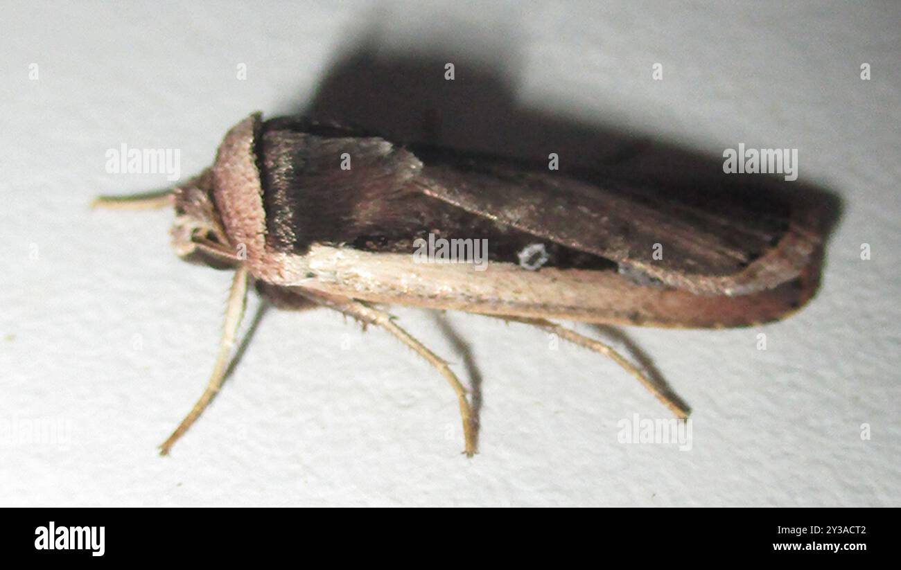 Radford's Flame Shoulder Moth (Ochropleura leucogaster) Insecta Stock ...