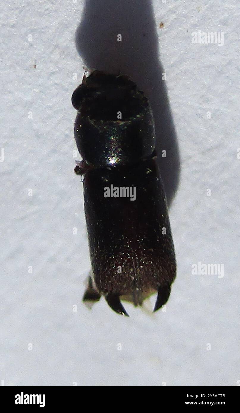 Auger Beetles (Bostrichidae) Insecta Stock Photo - Alamy