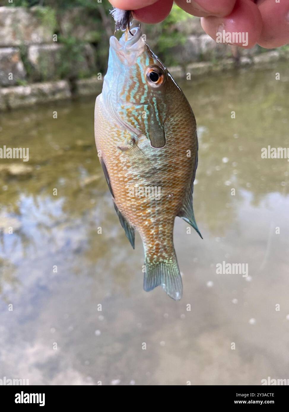Longear Sunfish Complex (Lepomis megalotis) Actinopterygii Stock Photo ...