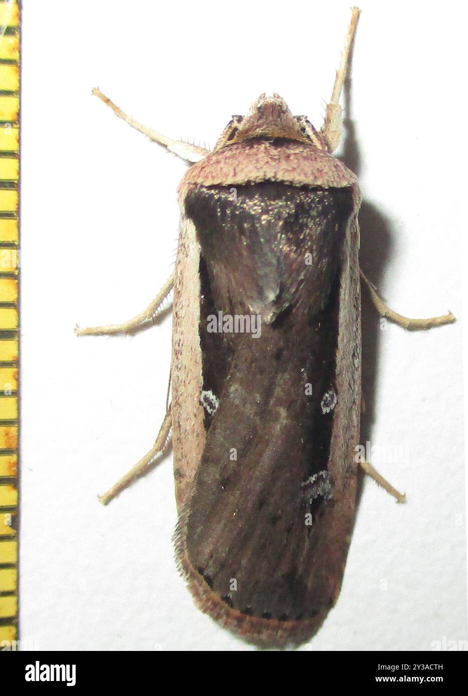 Radford's Flame Shoulder Moth (Ochropleura leucogaster) Insecta Stock ...
