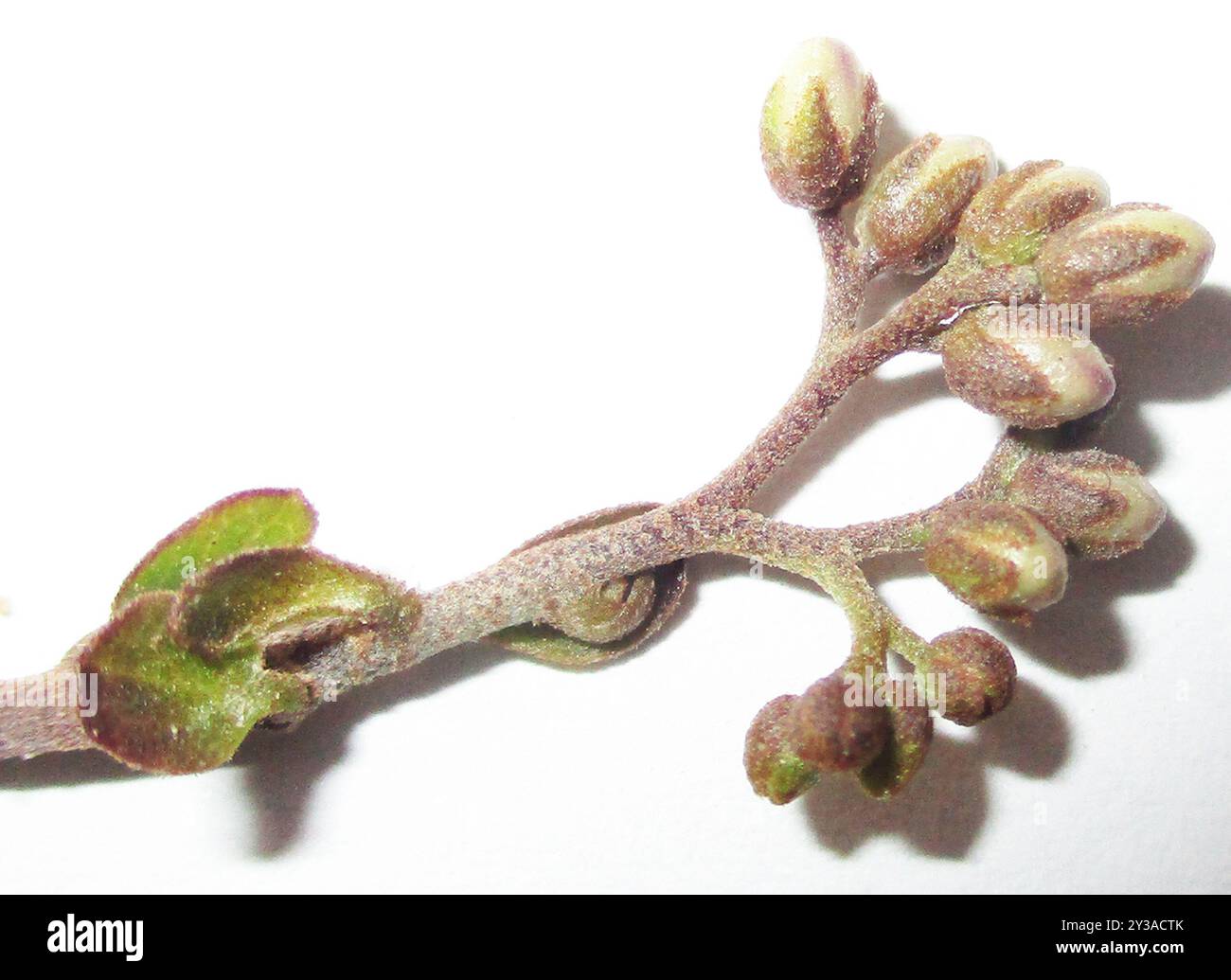 Puzzle Bush (Ehretia rigida) Plantae Stock Photo - Alamy