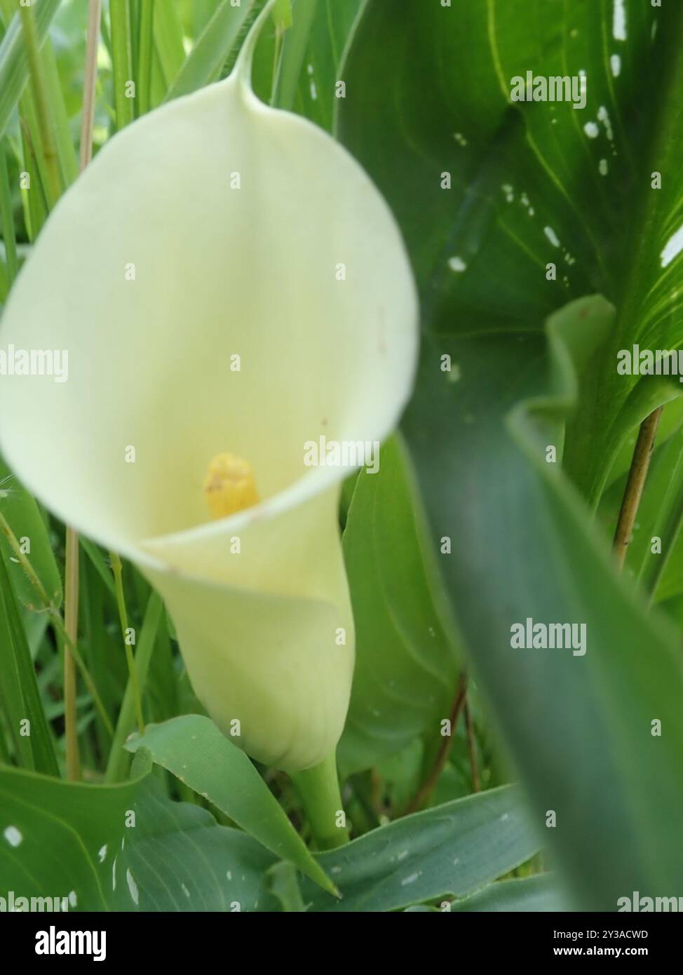 Spotted Calla Lily (Zantedeschia albomaculata) Plantae Stock Photo - Alamy