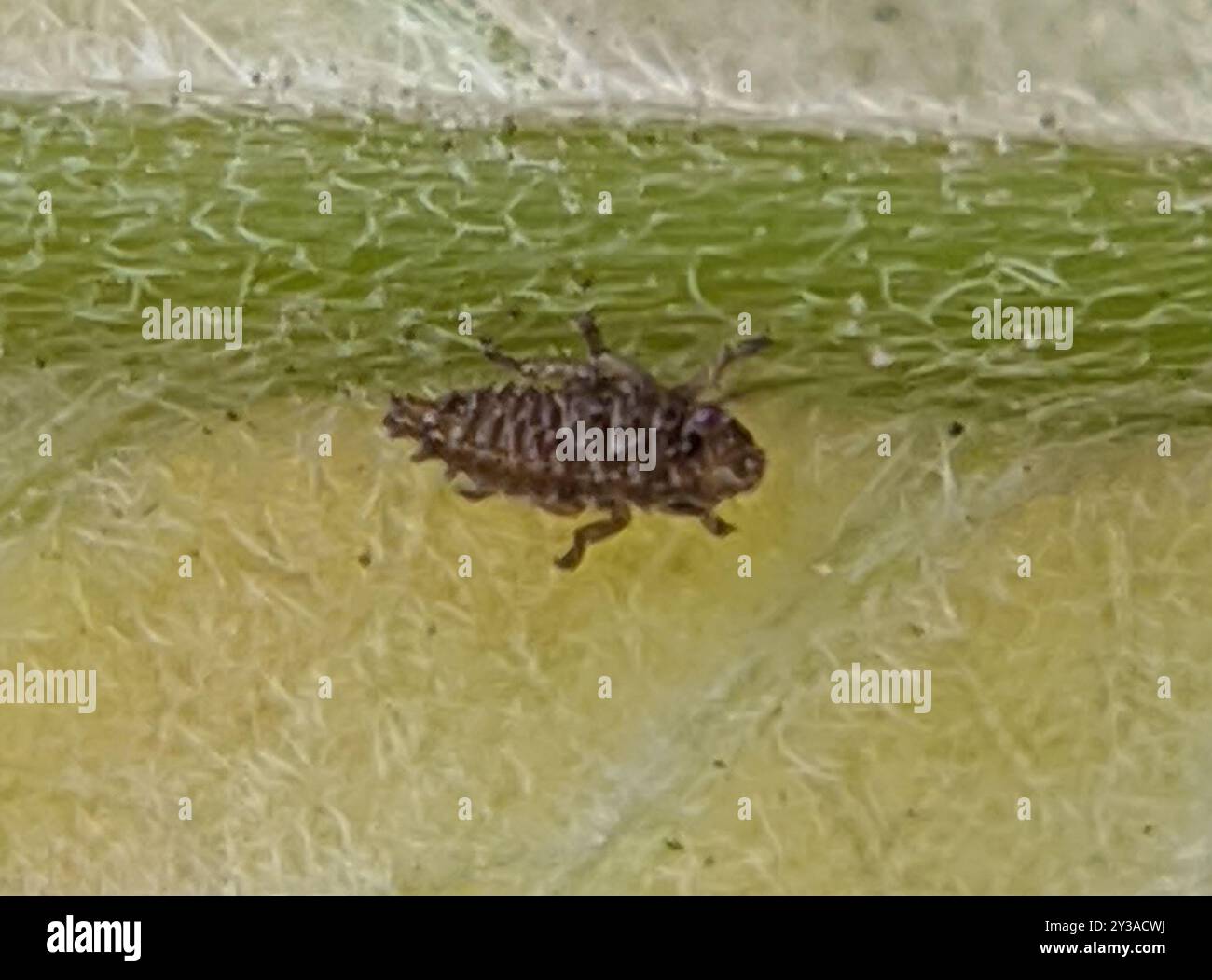 Spittlebugs, Cicadas, Leafhoppers and Treehoppers (Cicadomorpha ...