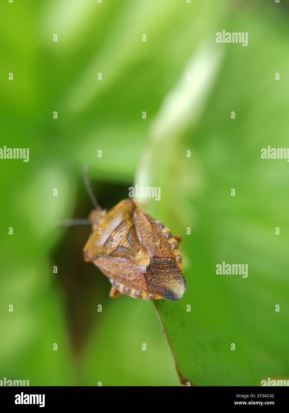 Black-shouldered Shieldbug (Carpocoris purpureipennis) Insecta Stock ...