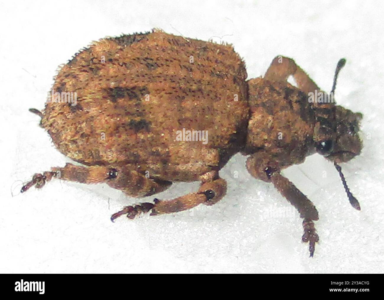 True Weevils (Curculionidae) Insecta Stock Photo - Alamy