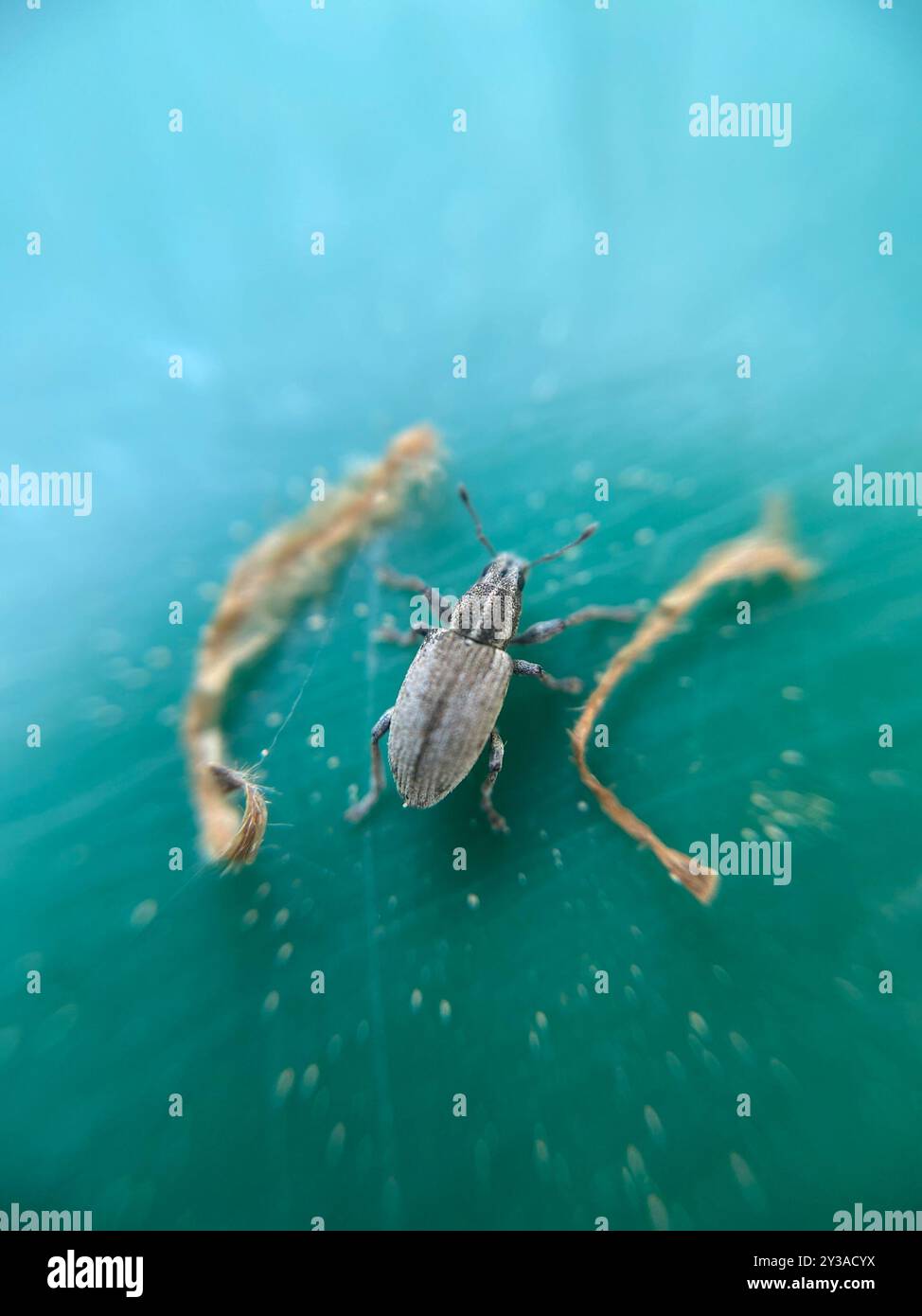 Sitona humeralis hi-res stock photography and images - Alamy